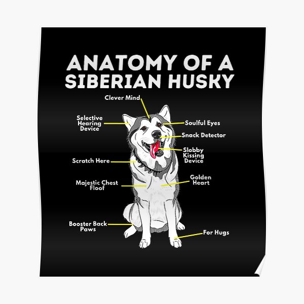 "Anatomy of a siberian husky" Poster for Sale by malenadesign | Redbubble