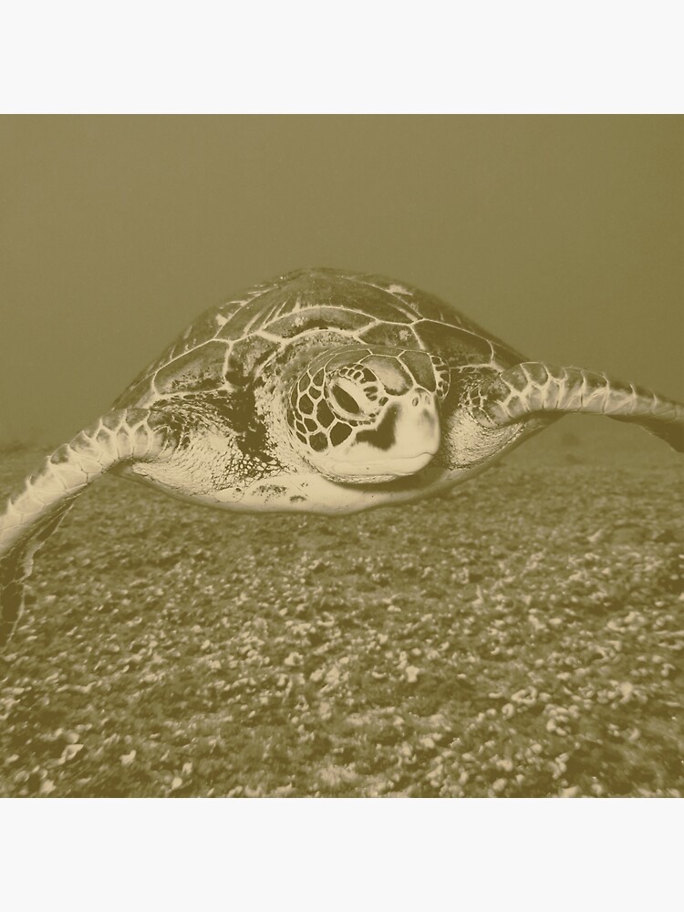 "Sea Turtle Saying Hi, Photograph in Sepia" Sticker by SquishStitches ...