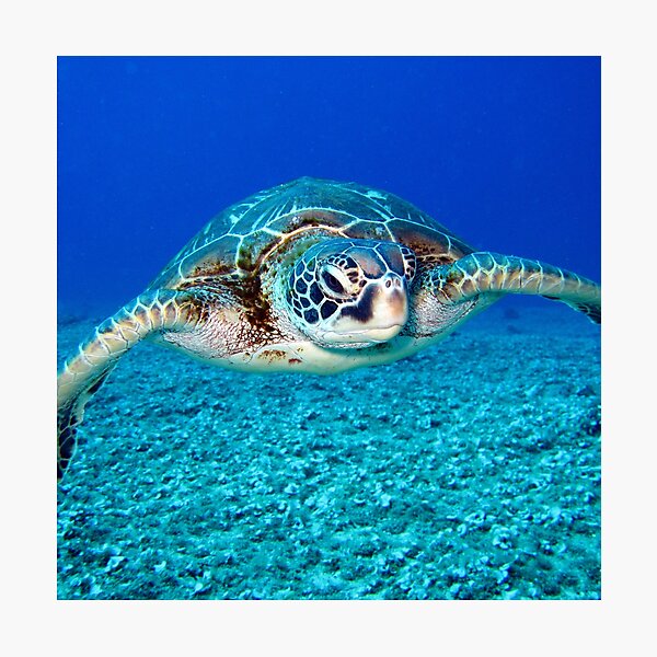 "Sea Turtle Saying Hi, Photograph" Photographic Print by SquishStitches ...