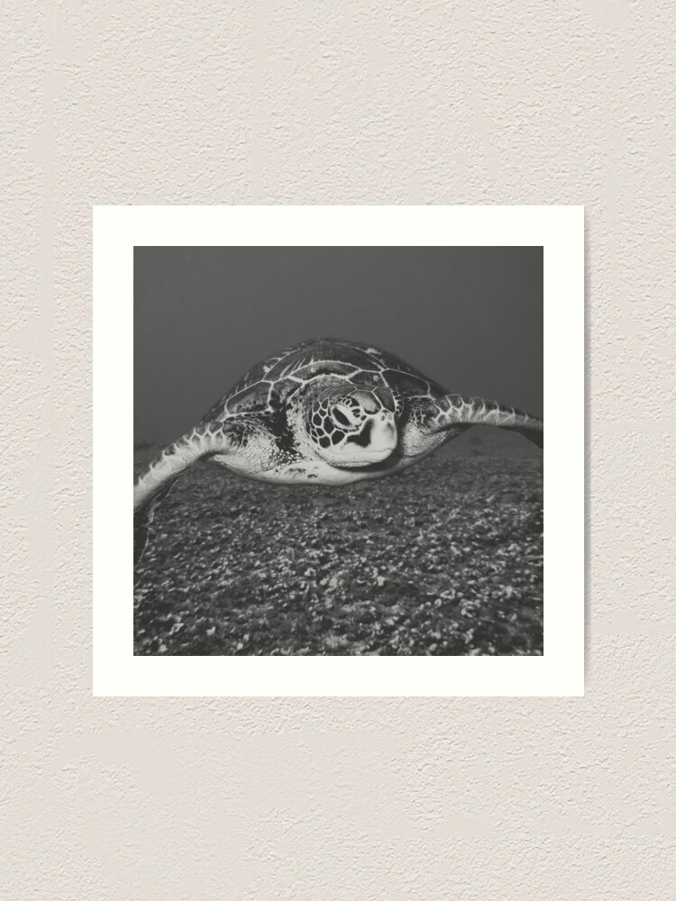 "Sea Turtle Saying Hi, Photograph in Black and White" Art Print by ...
