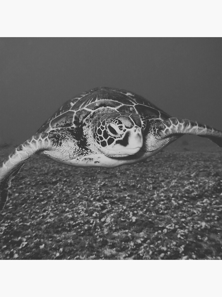 "Sea Turtle Saying Hi, Photograph in Black and White" Art Print by ...