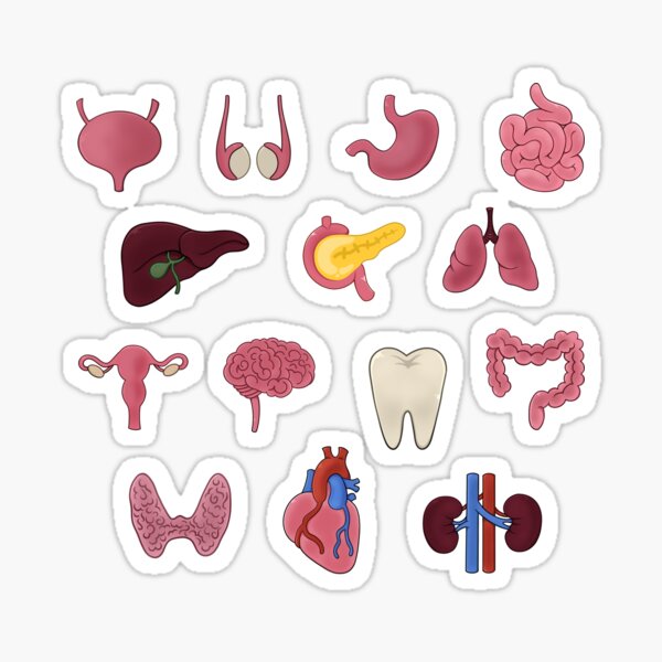 "Medical Anatomy Organs - Set of 14" Sticker for Sale by lulubeeart ...