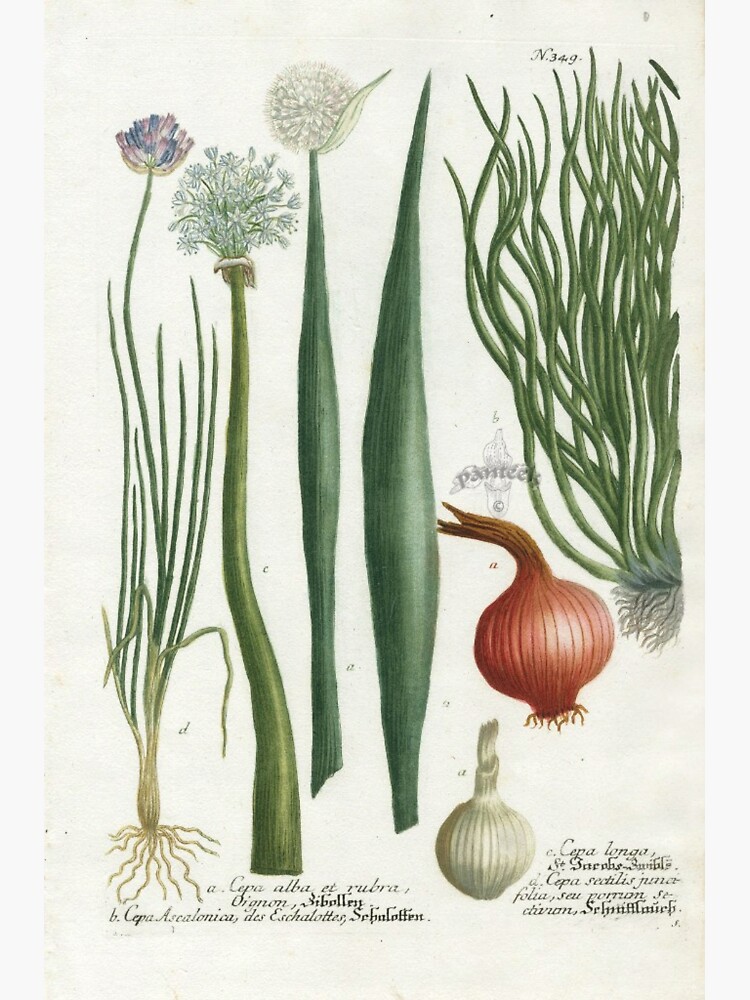 "Botanical poster vintage scientific illustration" Sticker for Sale by ...