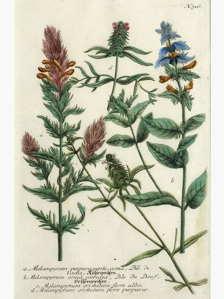 "Botanical poster vintage scientific illustration" Sticker for Sale by ...