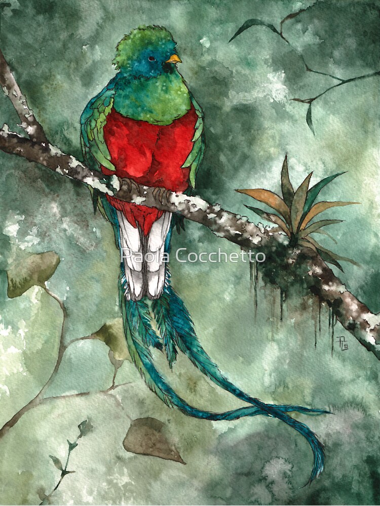 "Resplendent Quetzal" Sticker by PaolaCocchetto | Redbubble