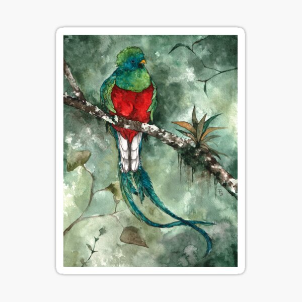 "Resplendent Quetzal" Sticker by PaolaCocchetto | Redbubble
