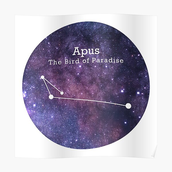 Apus Apus Posters | Redbubble