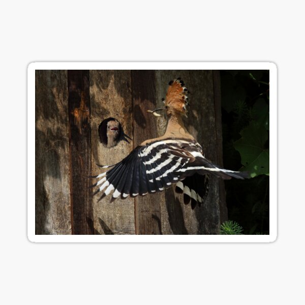 "Hoopoe Feeding Nestling" Sticker for Sale by Mythos57 | Redbubble