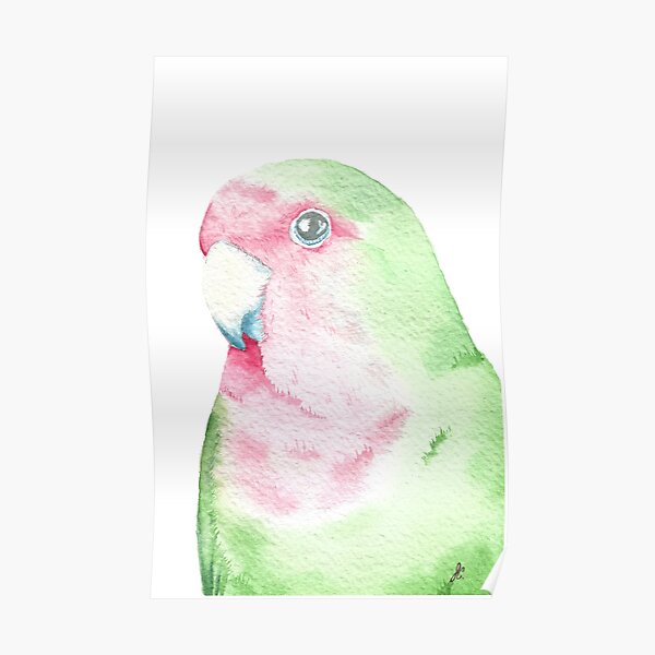 Póster «acuarela agapornis inséparable pintura retrato rosa verde ...