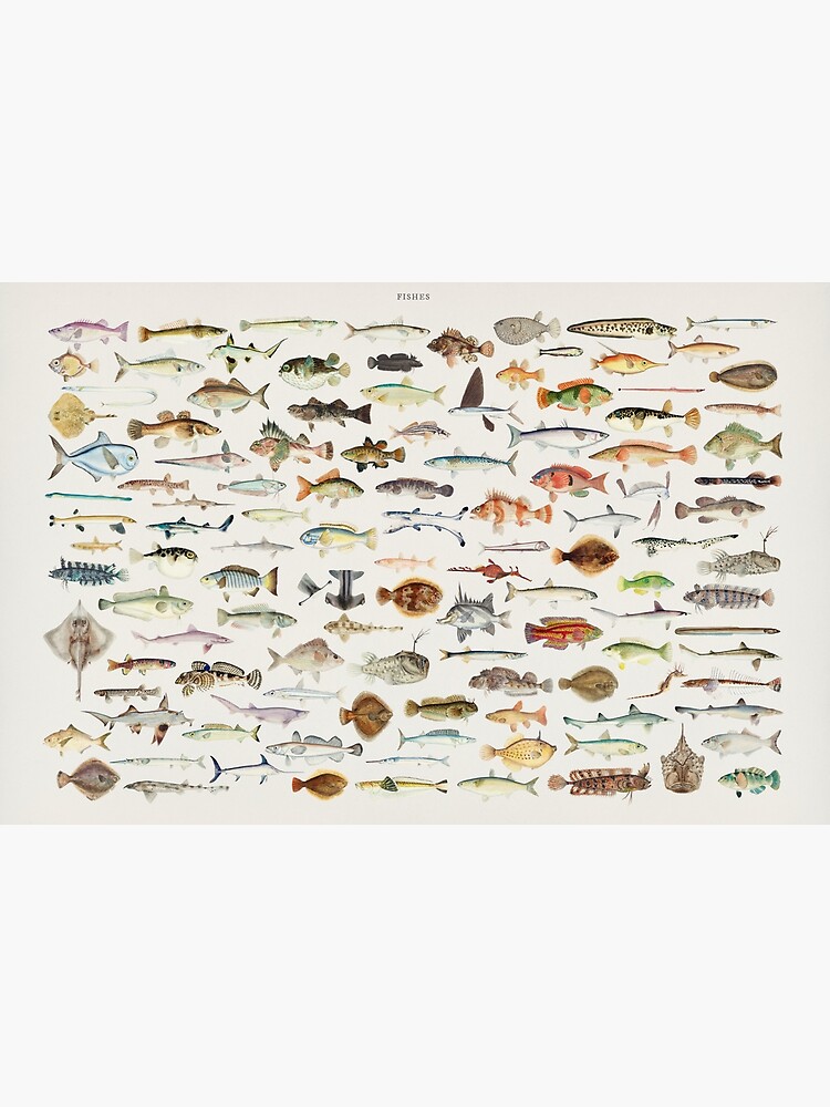 "Fish Chart" Poster for Sale by bluespecsstudio | Redbubble