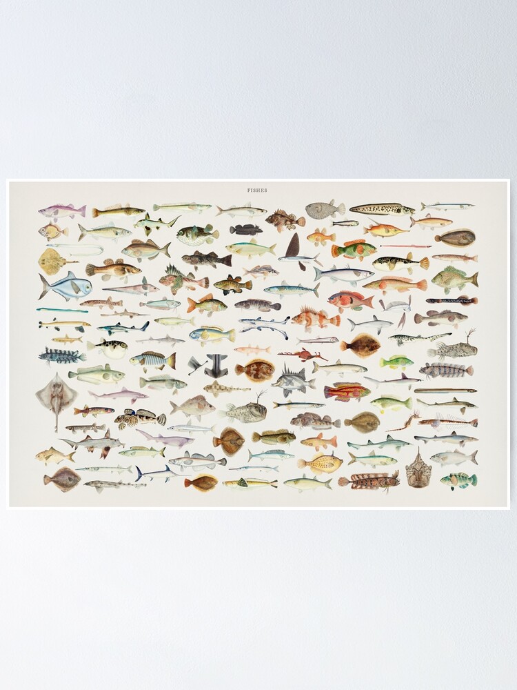 "Fish Chart" Poster for Sale by bluespecsstudio | Redbubble
