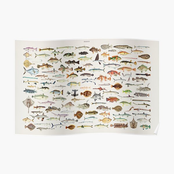 "Fish Chart" Poster by bluespecsstudio | Redbubble