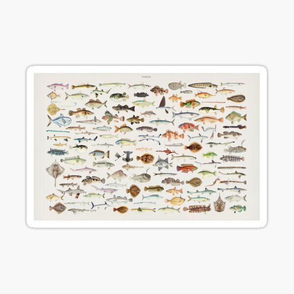 "Fish Chart" Sticker for Sale by bluespecsstudio | Redbubble