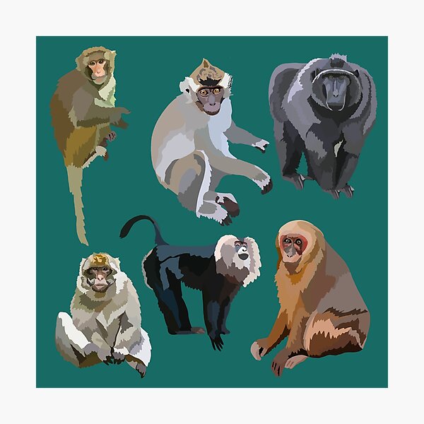 "M is for Macaque " Photographic Print for Sale by thezoogirl | Redbubble