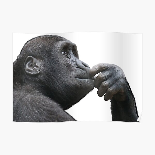 "Chimp" Poster for Sale by Ciuline | Redbubble