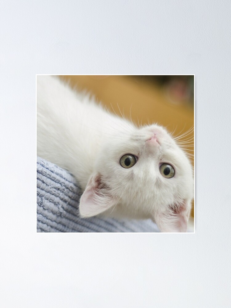 "Cute White Cat" Poster for Sale by 365DaysDesire | Redbubble