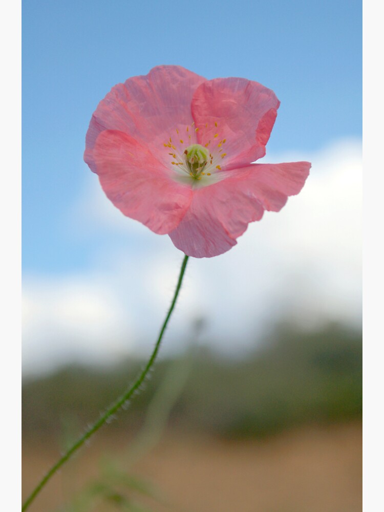 "Pink Poppy" Sticker by DianaG | Redbubble