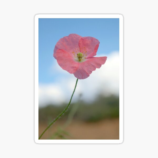 "Pink Poppy" Sticker by DianaG | Redbubble