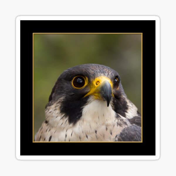 "Peregrine Falcon Portrait of a Peregrine Falcon" Sticker for Sale by ...