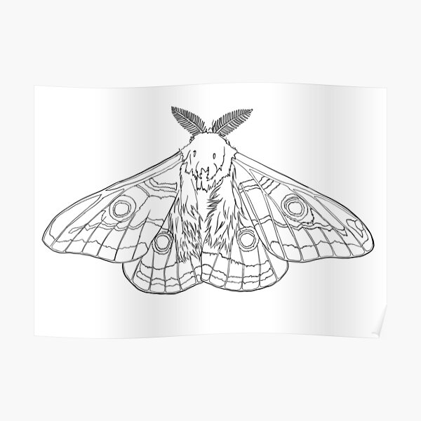 "Common Buckeye Moth Butterfly" Poster by VernalEquinox | Redbubble