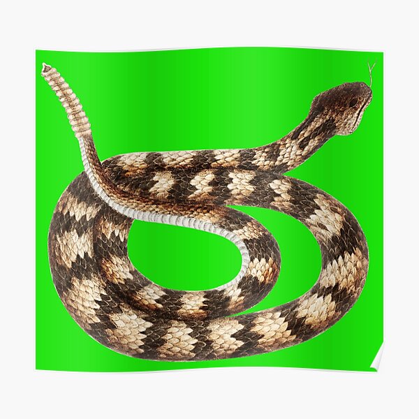 "A rattlesnake." Poster by Alexandr3691 | Redbubble