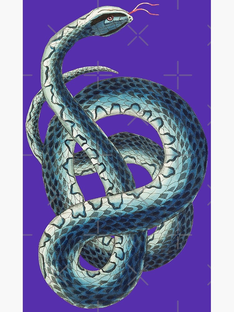 Fondos De Pantalla Geniales Serpiente Azul Blue Snake Phone Wallpaper