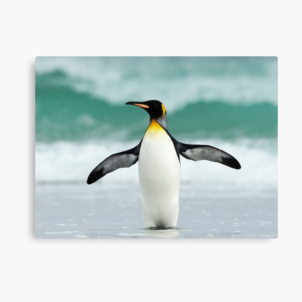 Impression sur toile « Impression de pingouins, affiche de pingouin ...