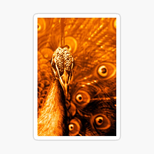 "peacock portrait" Sticker for Sale by devil0035 | Redbubble