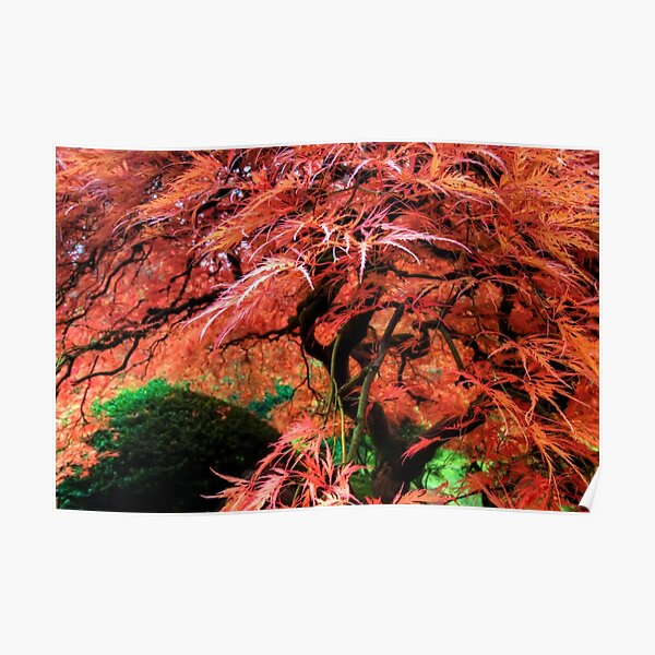 "The Fall Colors of the Japanese Maple Tree" Poster by davidgnsx1 ...