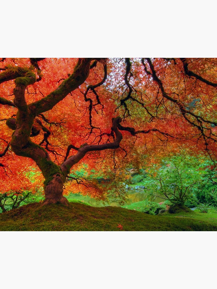 "Japanese Maple Tree" Poster by davidgnsx1 | Redbubble