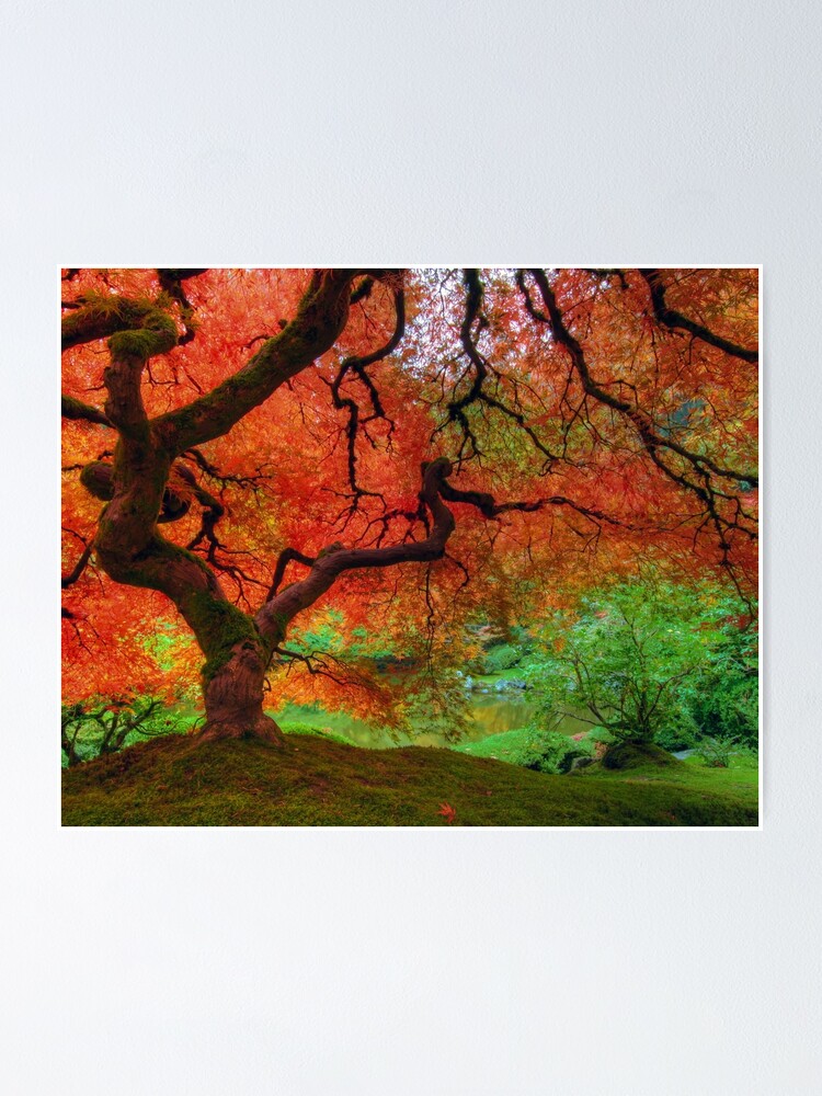 "Japanese Maple Tree" Poster by davidgnsx1 | Redbubble