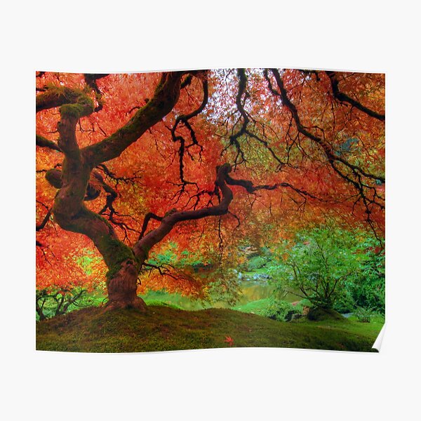 "Japanese Maple Tree" Poster by davidgnsx1 | Redbubble