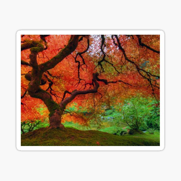 "Japanese Maple Tree" Sticker for Sale by davidgnsx1 | Redbubble