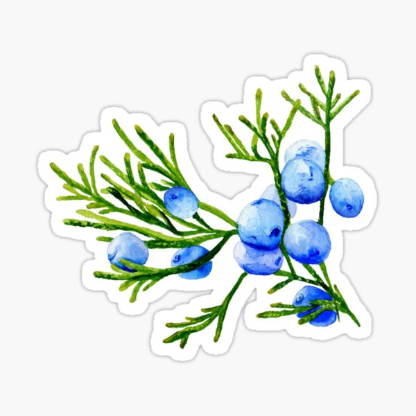 "Juniper tree lover" Sticker for Sale by Sidouseller | Redbubble