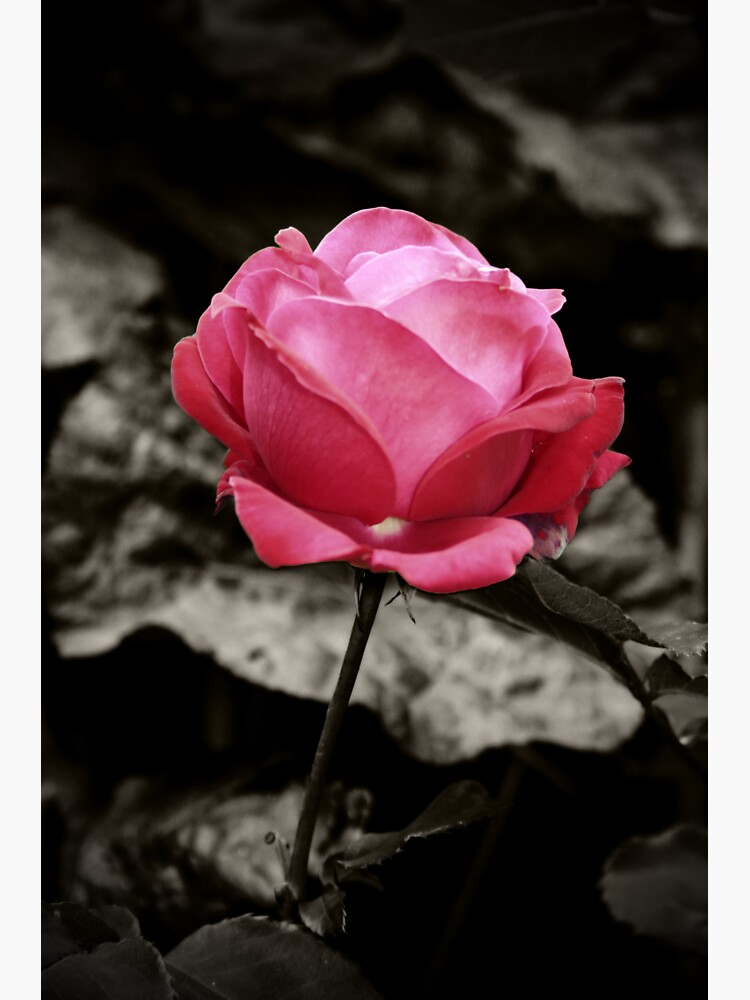 "One Pink Rose" Sticker for Sale by InspiraImage | Redbubble