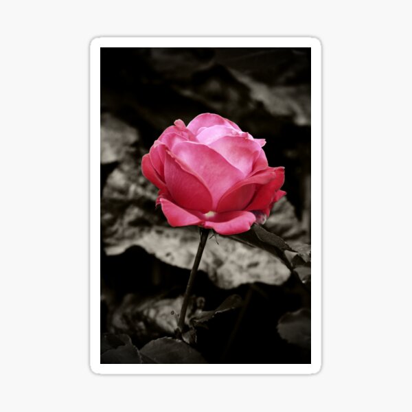 "One Pink Rose" Sticker for Sale by InspiraImage | Redbubble