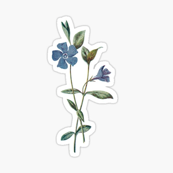 "Lesser Periwinkle, drooping heart-shaped flowers, Bleeding Heart ...