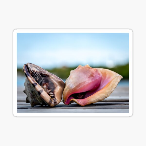 "King and Queen Conch" Sticker by Fizifur | Redbubble