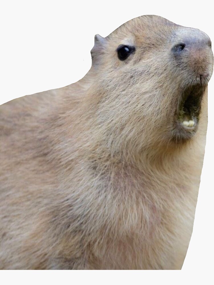"Capybara Screaming" Sticker for Sale by CapyBoii | Redbubble