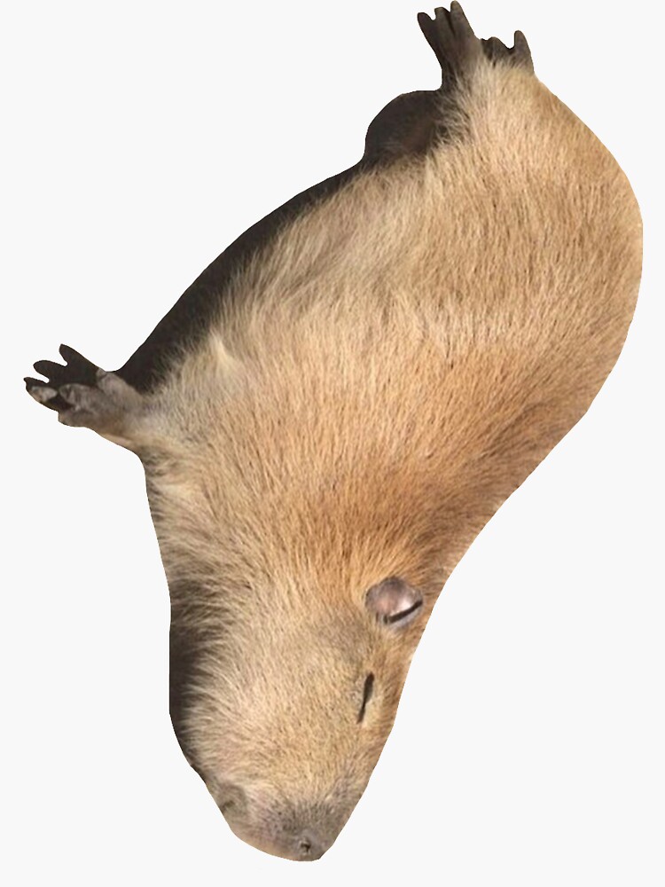 "Sleeping Capybara" Sticker for Sale by CapyBoii | Redbubble