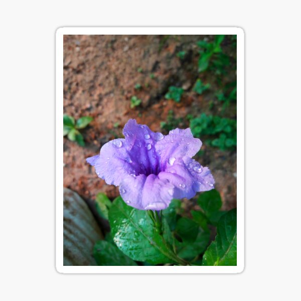 "Violet flower" Sticker for Sale by DRB05 | Redbubble
