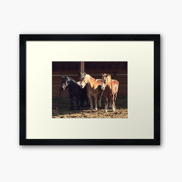 Percheron Merch & Gifts for Sale | Redbubble