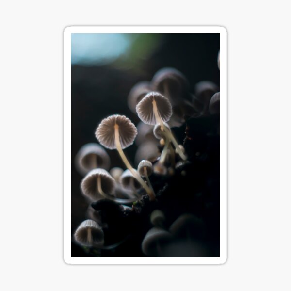 "Shrooms in group" Sticker for Sale by bokehlein | Redbubble
