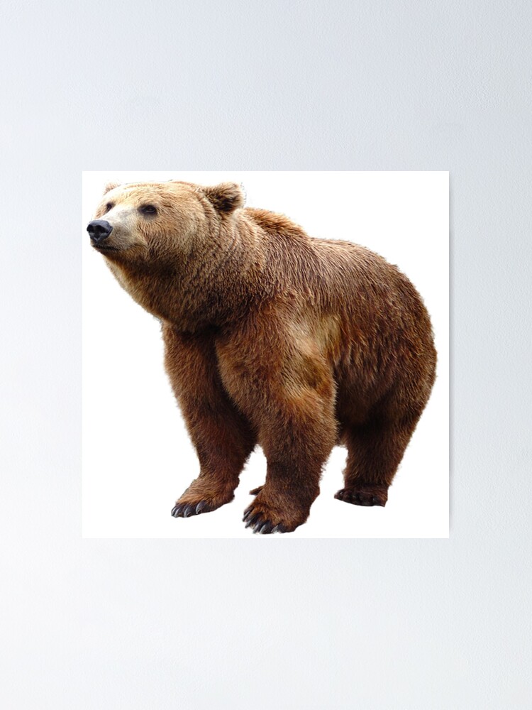 "Brown bear" Poster by PavelSelikov | Redbubble