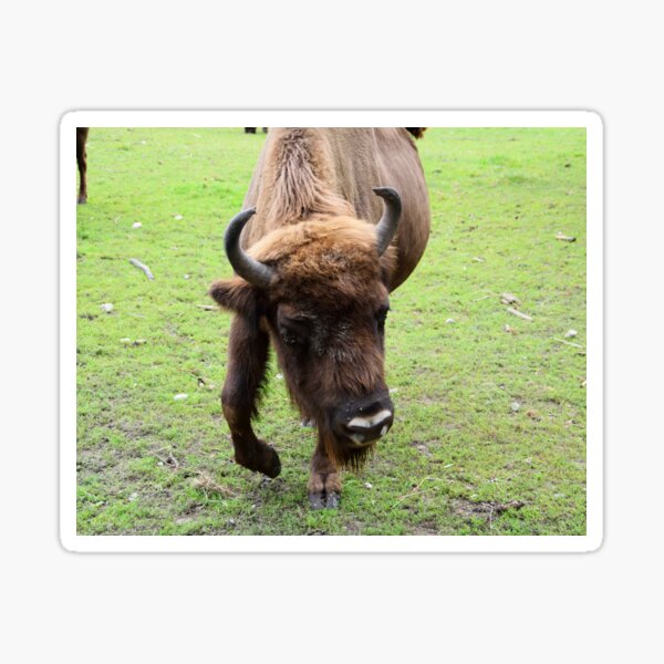 "Animal picture buffalo" Sticker for Sale by Calynko | Redbubble