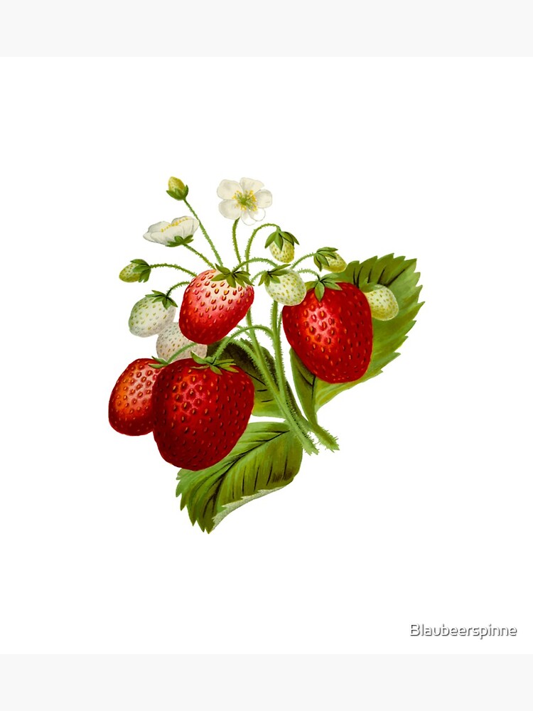 "Strawberry, cottage core" Art Print by Blaubeerspinne | Redbubble