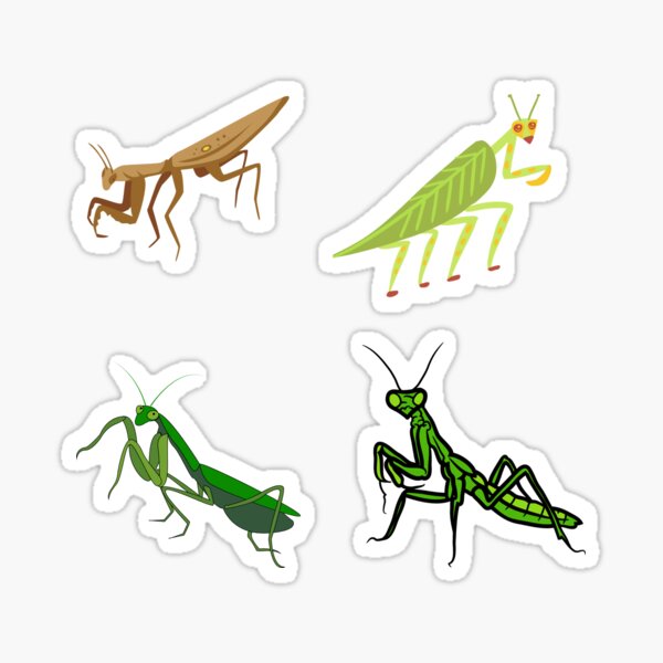 "Praying Mantis Fun Cute" Sticker for Sale by sojasquest2 | Redbubble