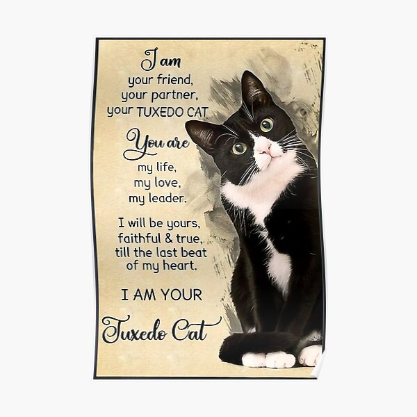 "Tuxedo Cat Poster Poster" Poster for Sale by farelopows | Redbubble