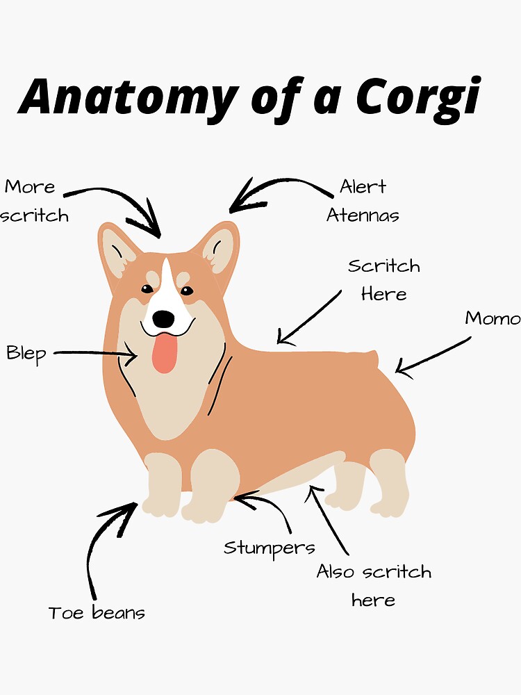 "Anatomy of a Corgi" Sticker for Sale by lonelypotato42 | Redbubble