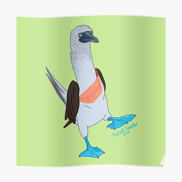 "Blue Footed Booby" Poster by perfectrooster | Redbubble